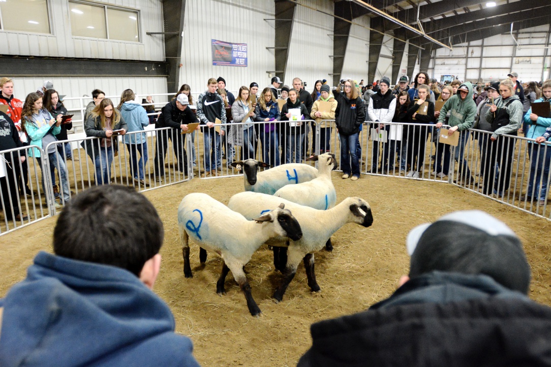 Aggies’ Livestock Judging Contest Attracts Record 1,367 Students ...