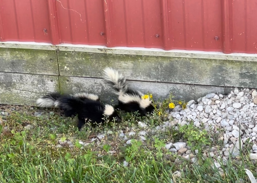Orphaned Skunks Returned to College Farm - Wilmington College ...