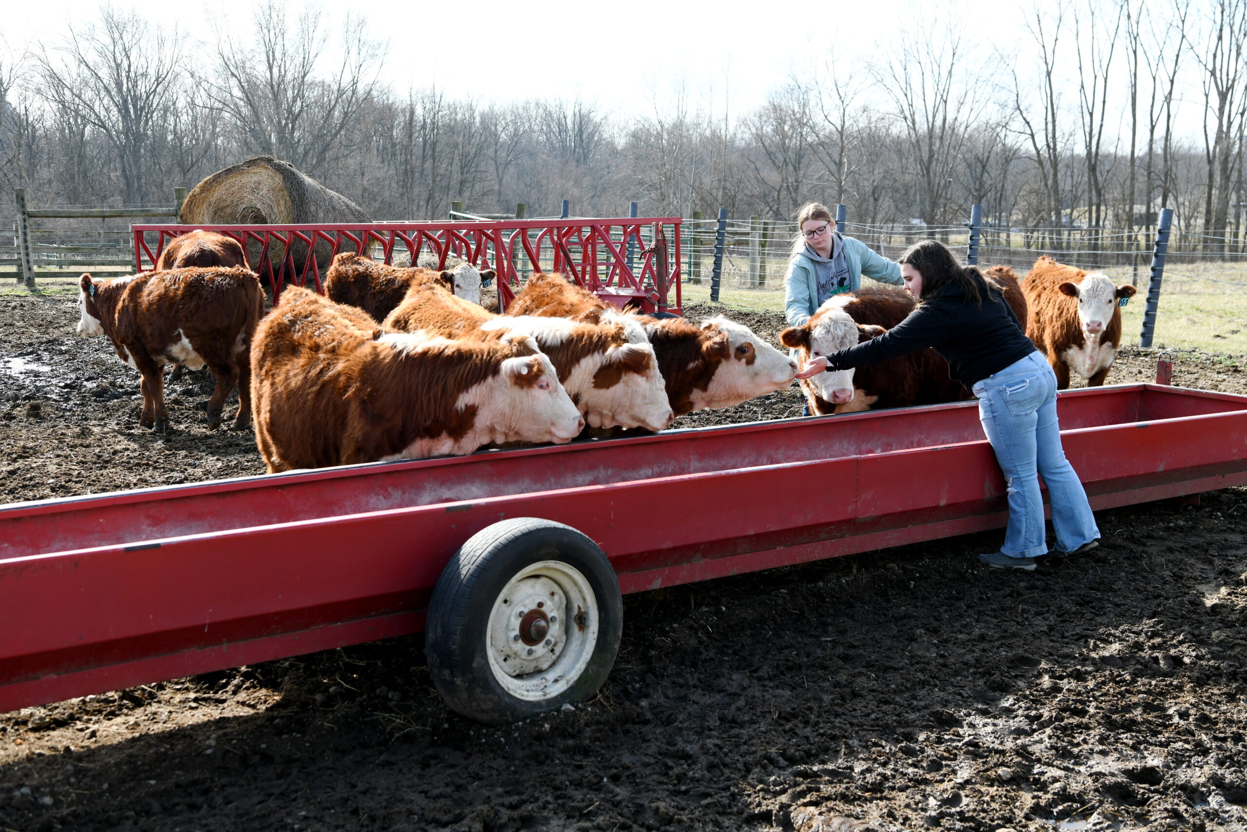 College Farm Secures a Dozen New Hereford Cattle - Wilmington College ...