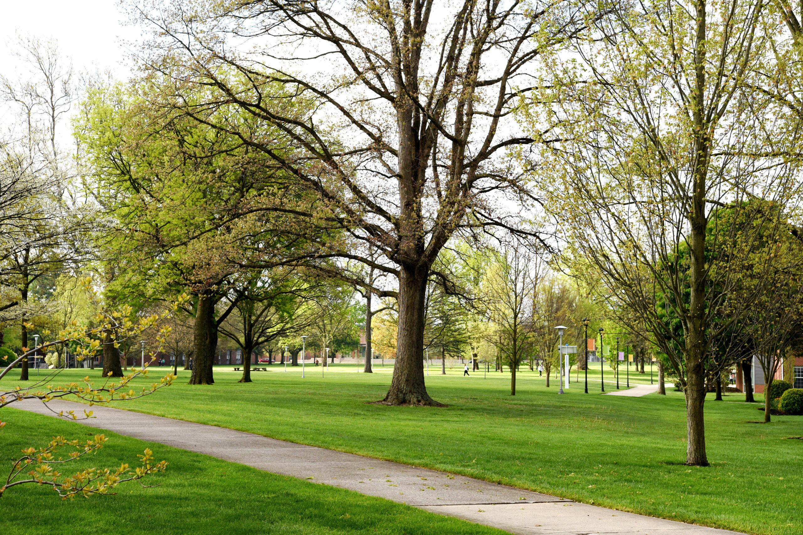 Wilmington College Designated as a ‘Tree Campus USA’ - Wilmington ...